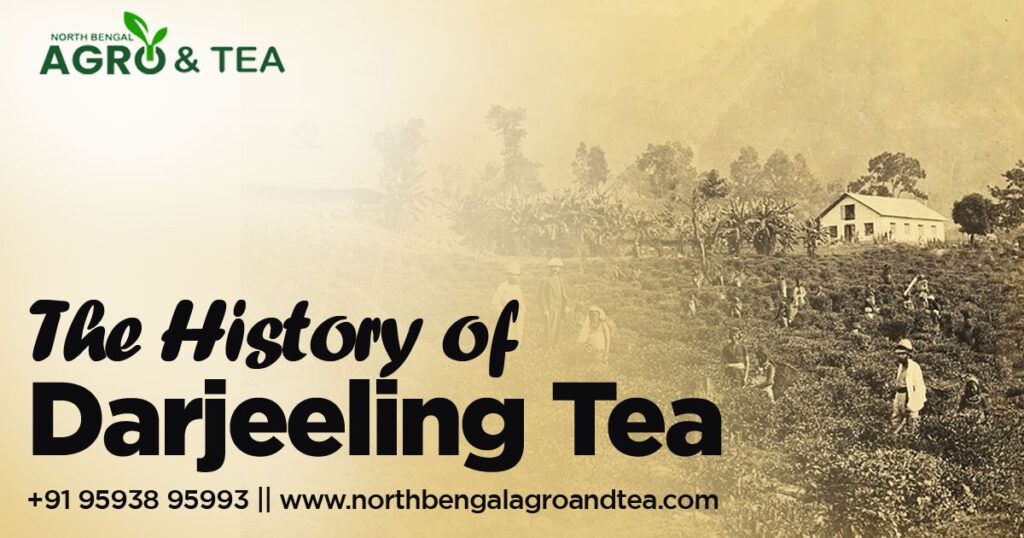 The History of Darjeeling Tea: How it Became a World-Famous Beverage